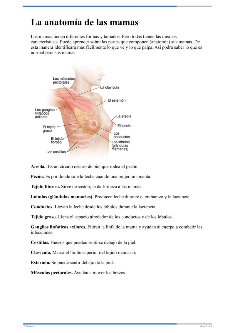 Text - La anatomía de las mamas - HealthClips Online