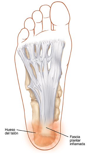 Anatomía Del Talón