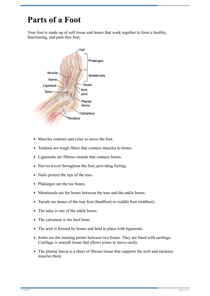 Text - Parts of a Foot - HealthClips Online