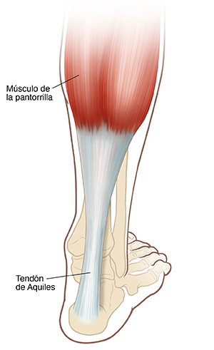Músculos Y Tendones Del Pie Foot Pain And Problems Stanford
