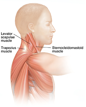 Text - Your Neck Muscles - HealthClips Online