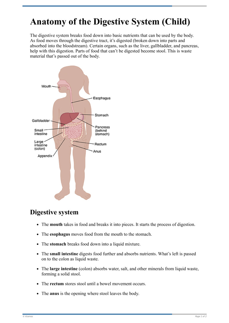 Text - Anatomy of the Digestive System (Child) - HealthClips Online