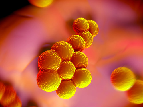 Video - Infección por estafilococo resistente a los antibióticos ...