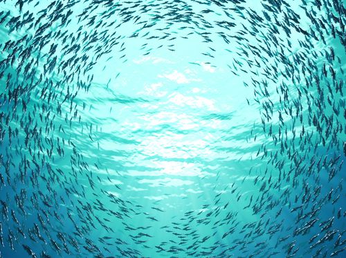 Video - Undersea Odyssey - HealthClips Online