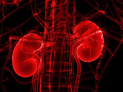 Video - What Do the Kidneys Do? - HealthClips Online
